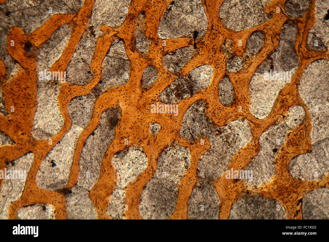 Dinosaur bone under the microscope Stock Photo - Alamy