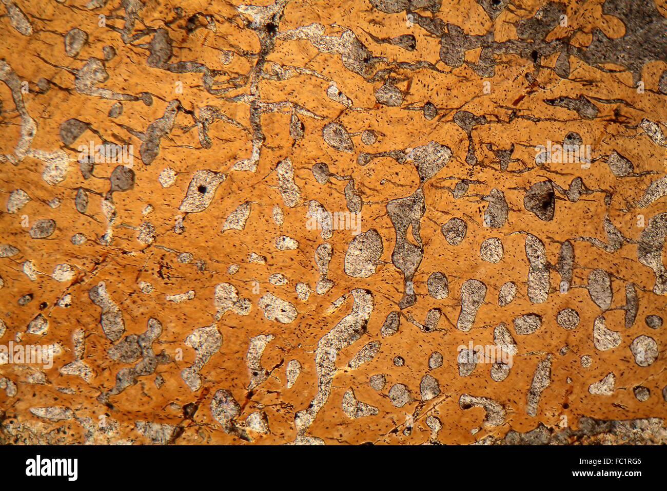 Microscopic structure of bone hi-res stock photography and images - Alamy