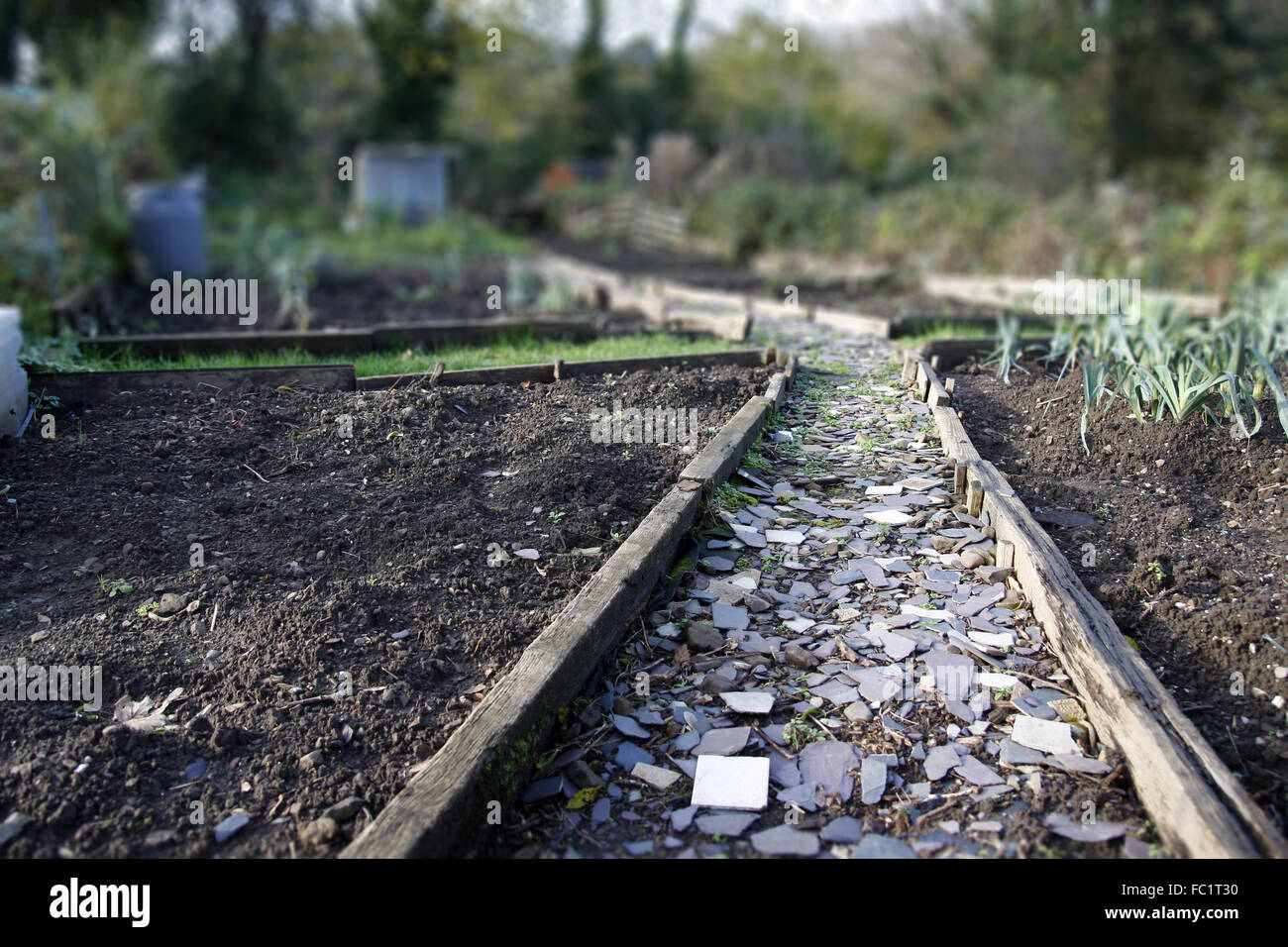 Allotment garden path hi-res stock photography and images - Alamy