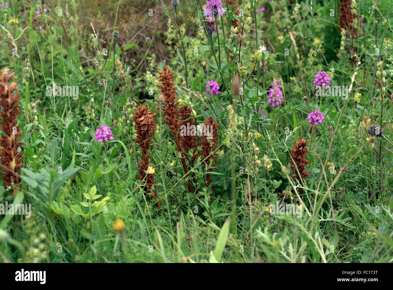 Orobanche elatior Knapweed or Tall Broomrape Stock Photo - Alamy