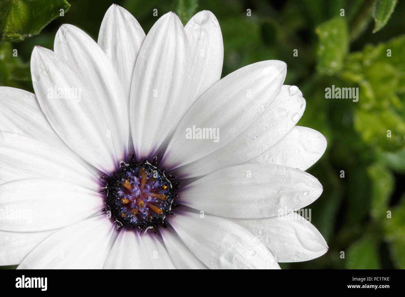 Most beautiful white flowers hi-res stock photography and images - Alamy