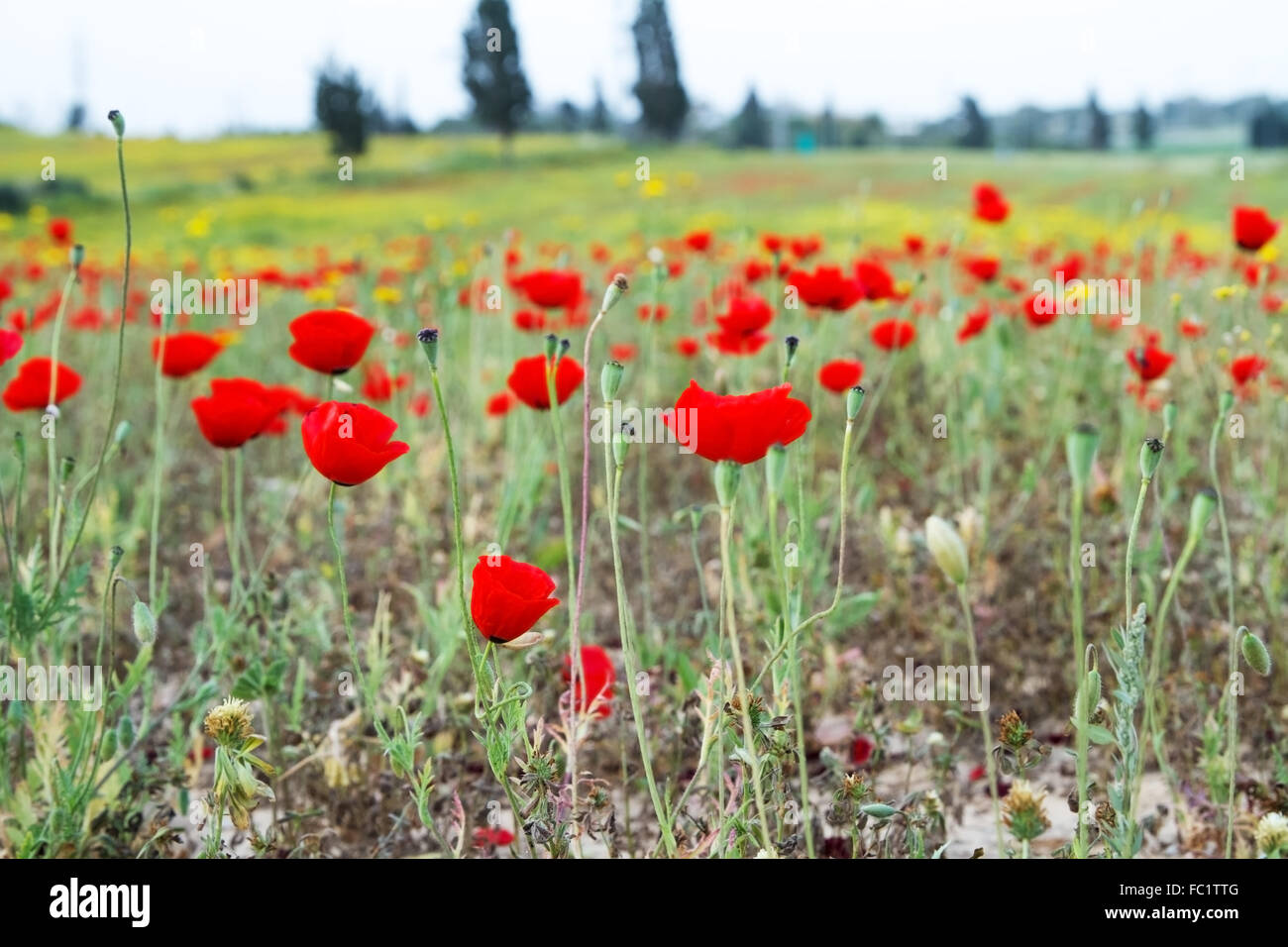 Wild red poppy and white daisy flowers Stock Photo - Alamy