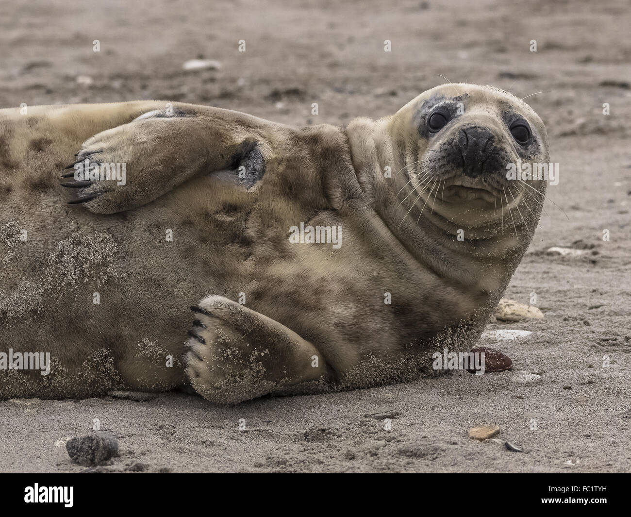 Posing seal hi-res stock photography and images - Alamy