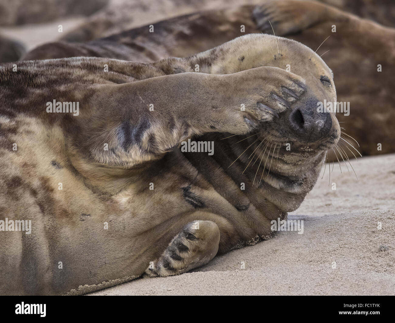 Oh dear hi-res stock photography and images - Alamy