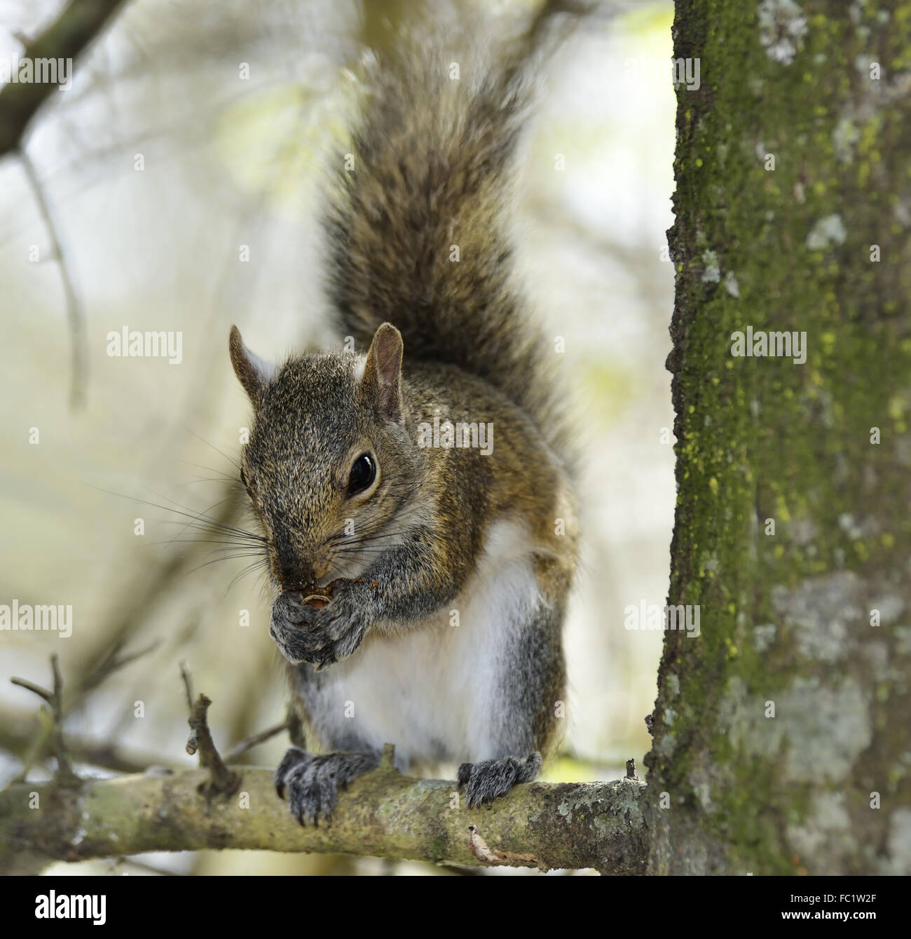 Eastern Gray Squirrel Stock Photo - Alamy