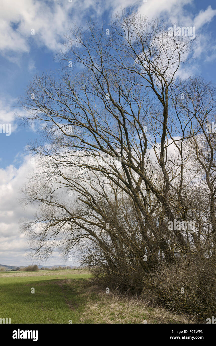Meadow scenery at the Main Stock Photo - Alamy