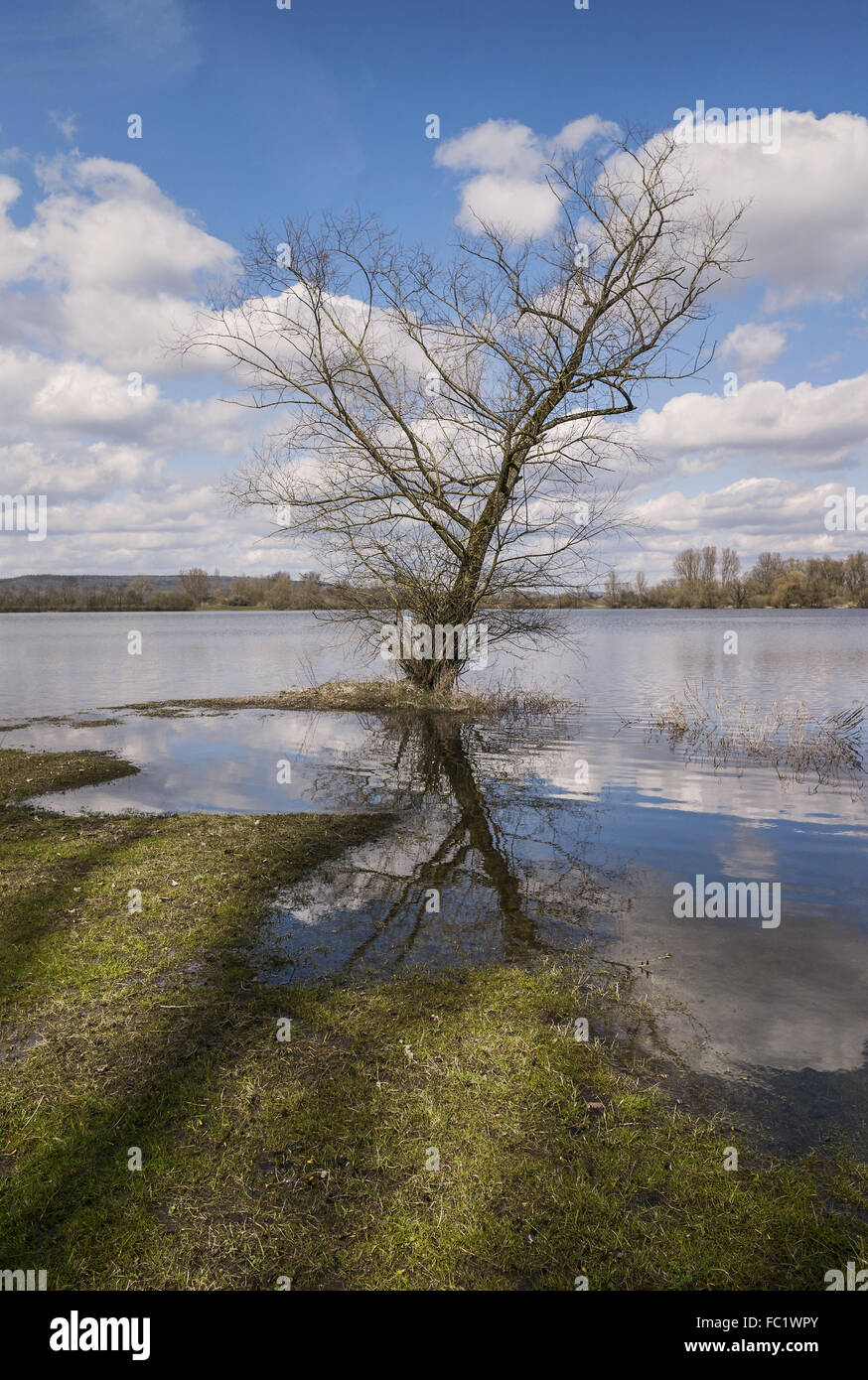 Meadow scenery at the Main Stock Photo - Alamy