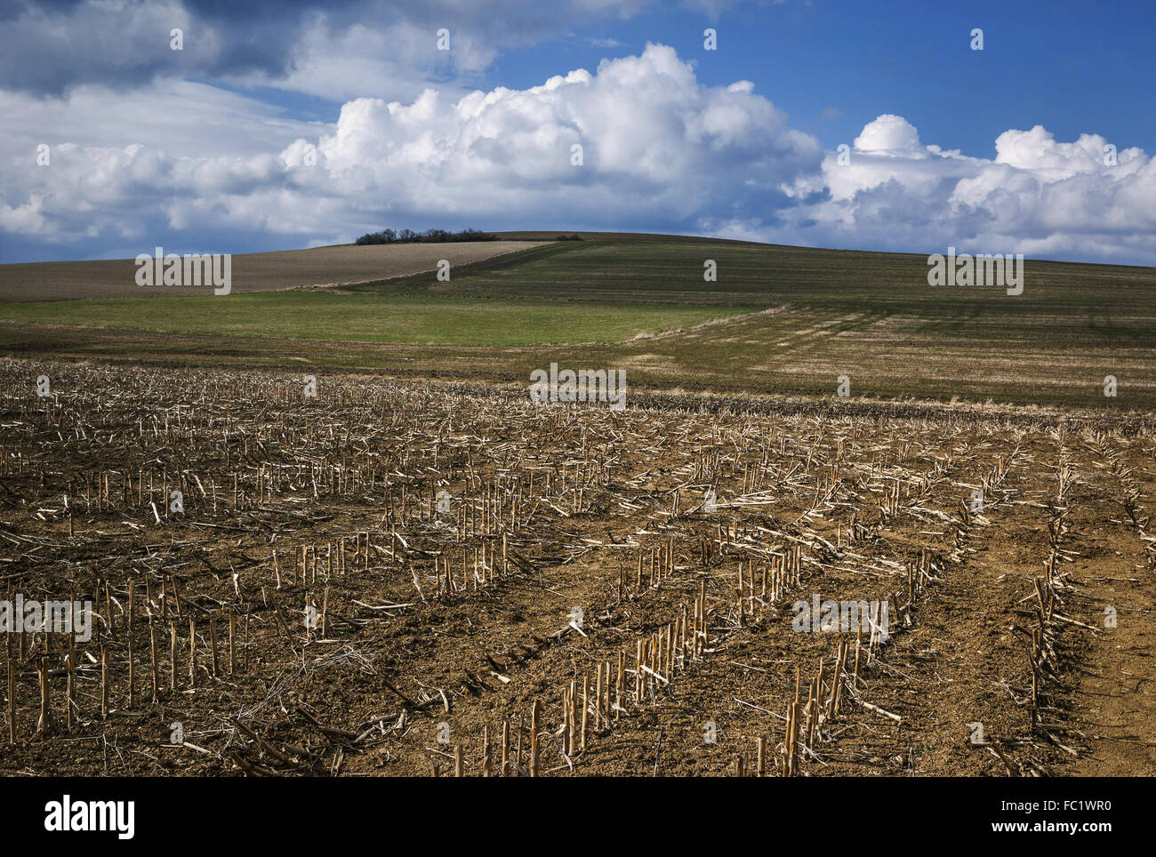 Stubble fields hi-res stock photography and images - Alamy