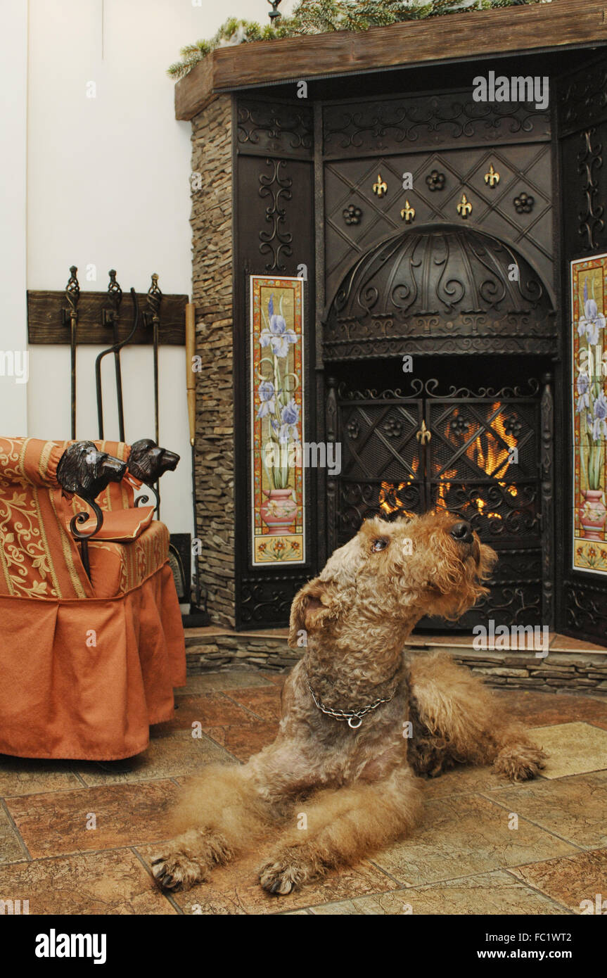 scene with the dog Stock Photo - Alamy