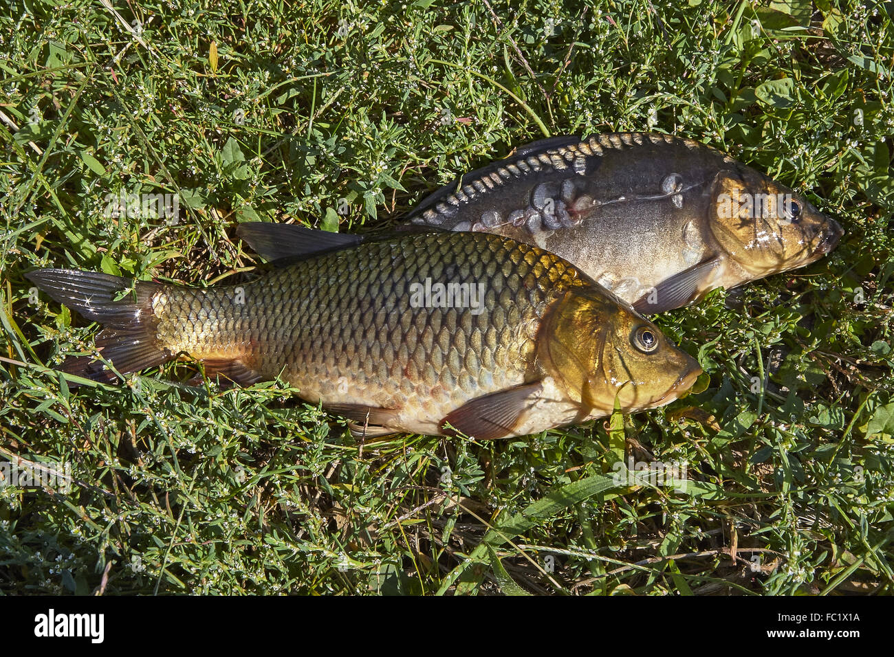 Grass fish hi-res stock photography and images - Alamy
