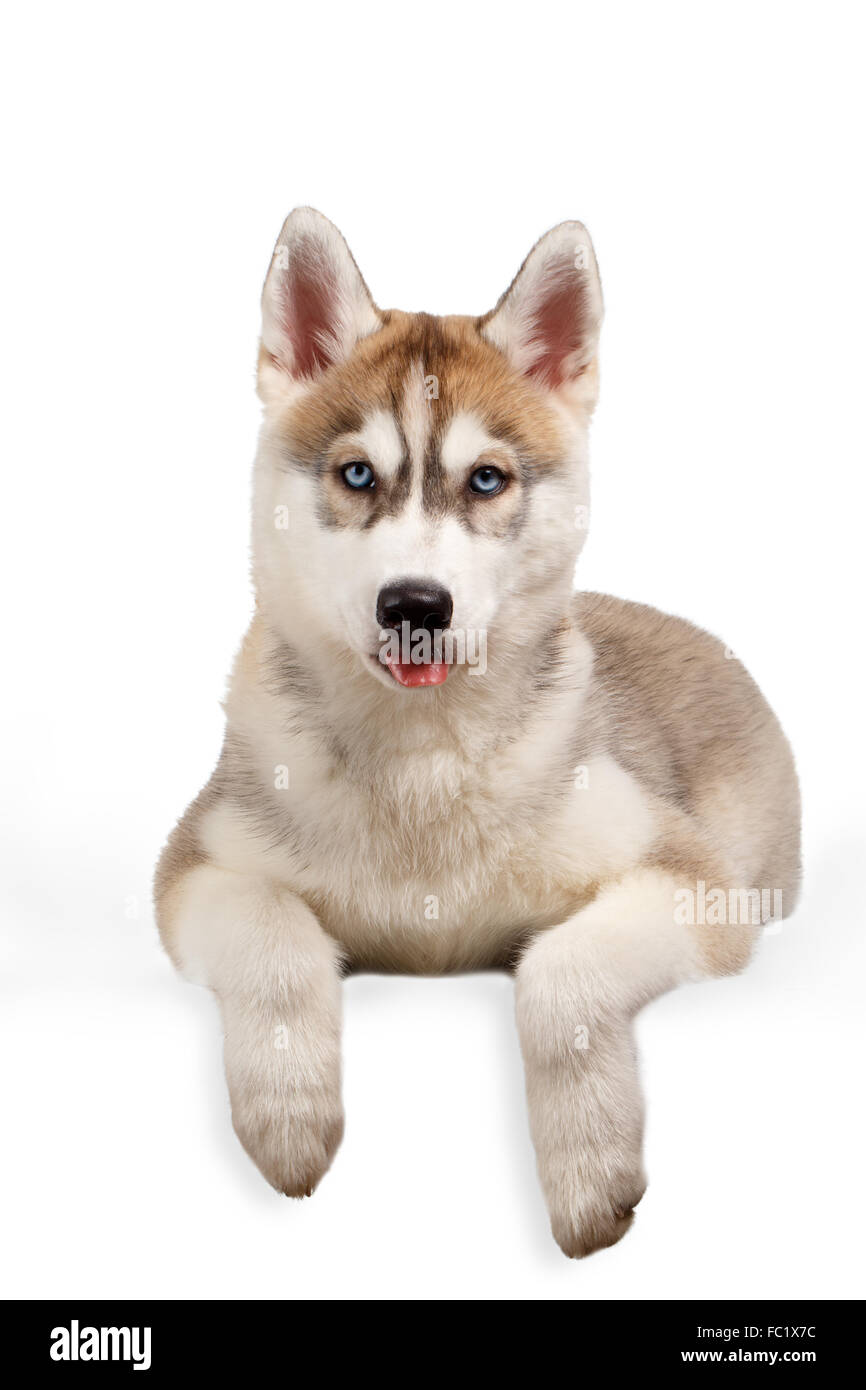 Showing tongue Cut Out Stock Images & Pictures - Alamy