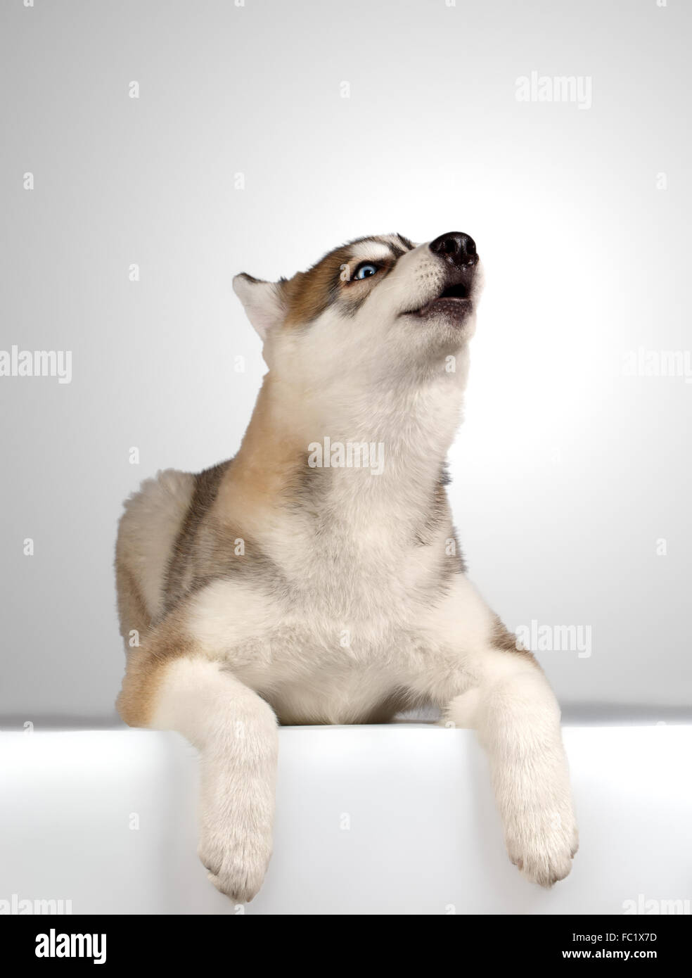 Siberian Husky puppy Howls Stock Photo - Alamy
