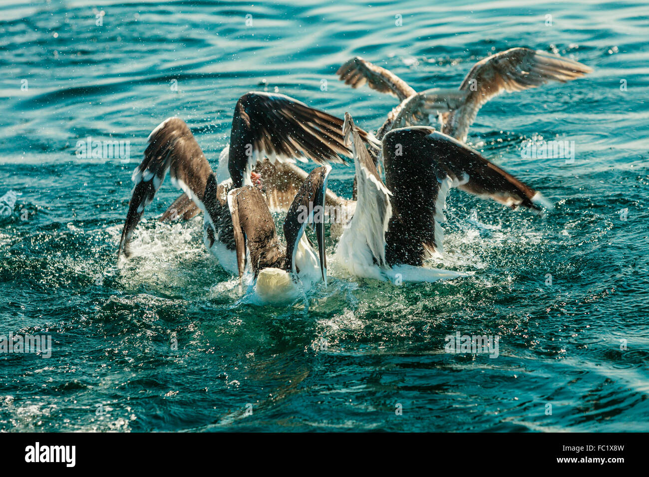 many seagull birds fishing in the sea Stock Photo - Alamy
