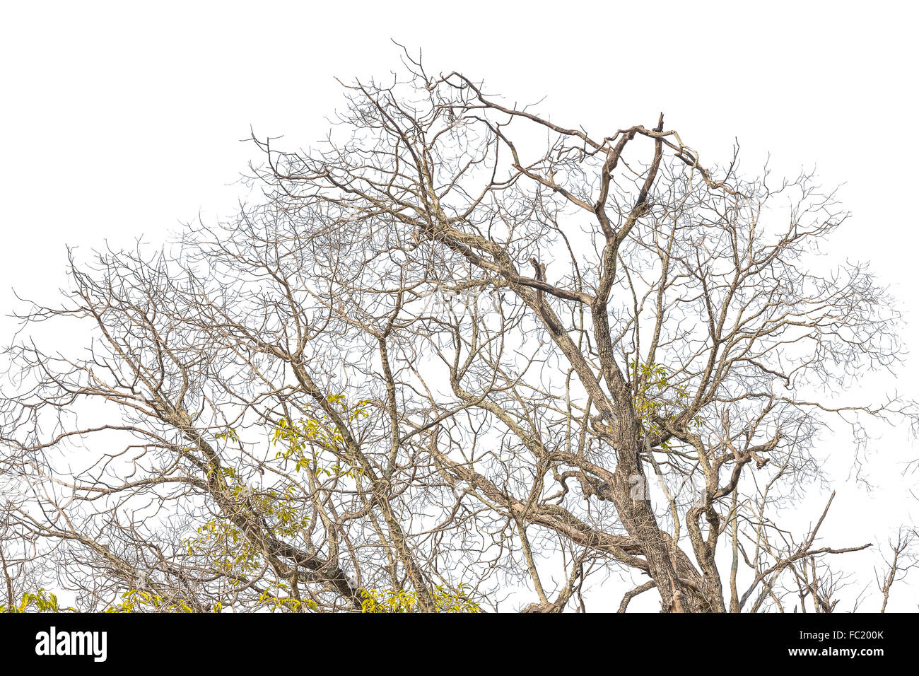 Leafless branches isolated on white background Stock Photo - Alamy