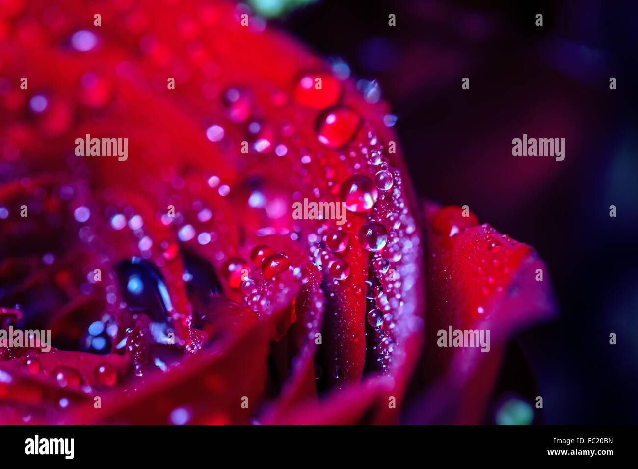 Beauty blooming red rose with water drops Stock Photo - Alamy