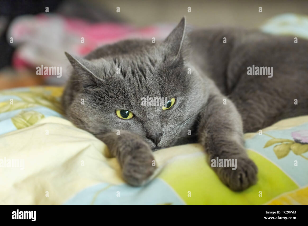 Nice brooding grey cat lying on bed Stock Photo - Alamy