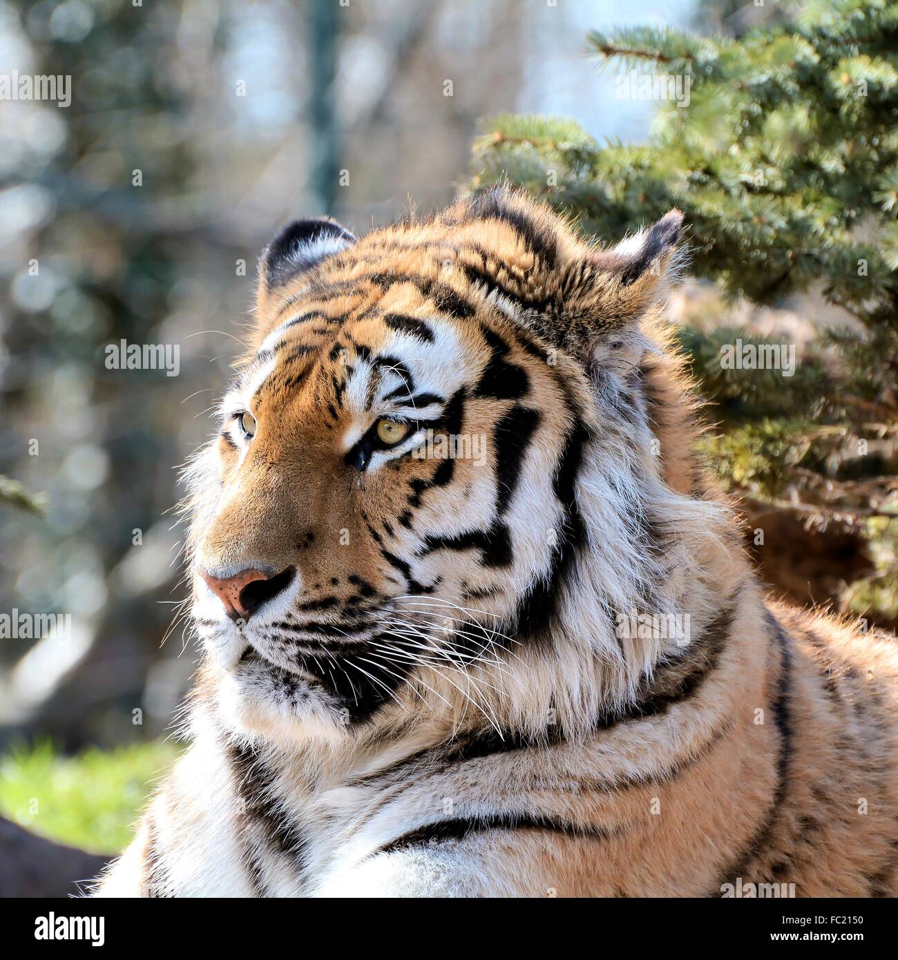 relaxed Siberian tiger in a zoo Stock Photo - Alamy
