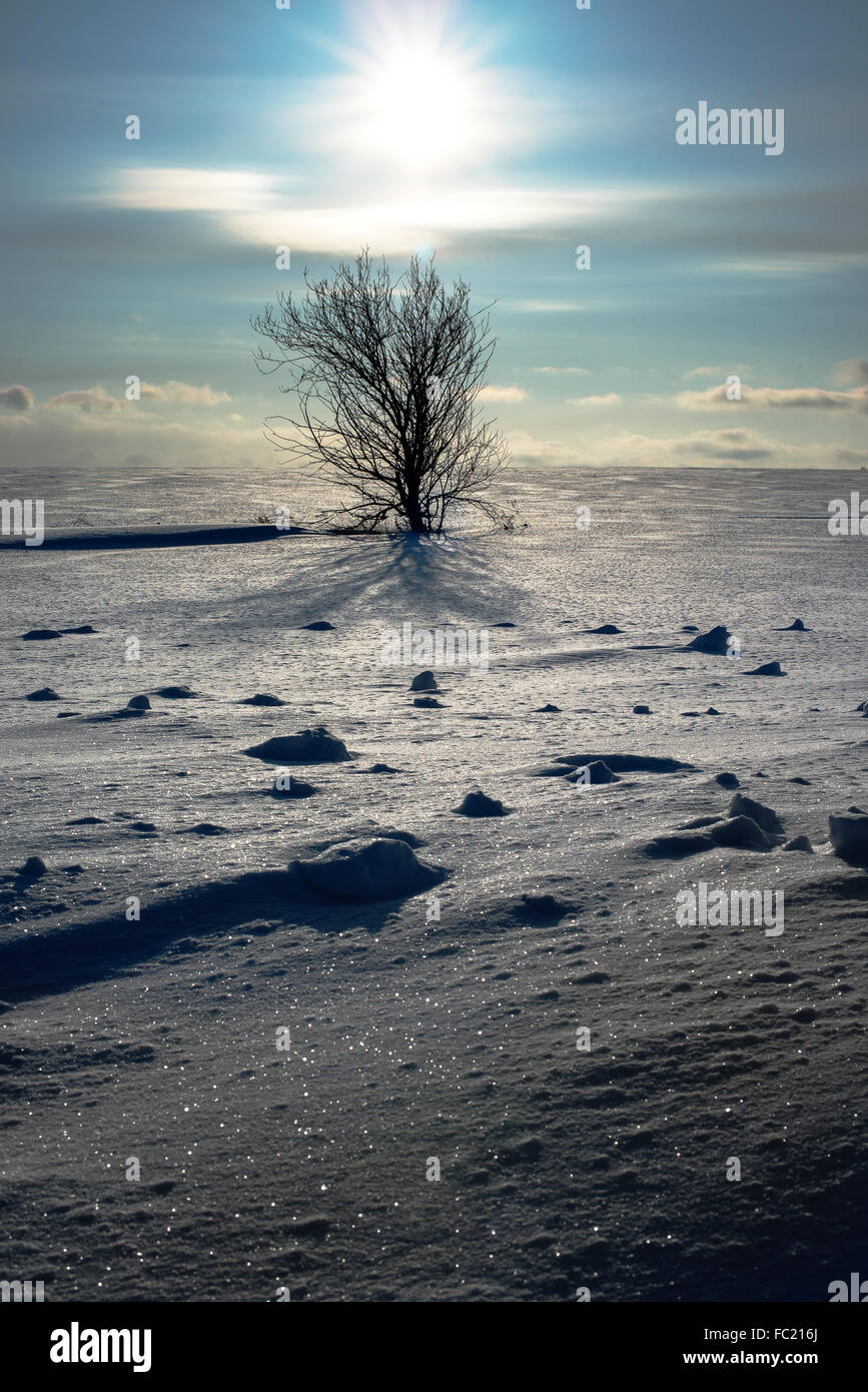 Tree on the snowy field Stock Photo - Alamy