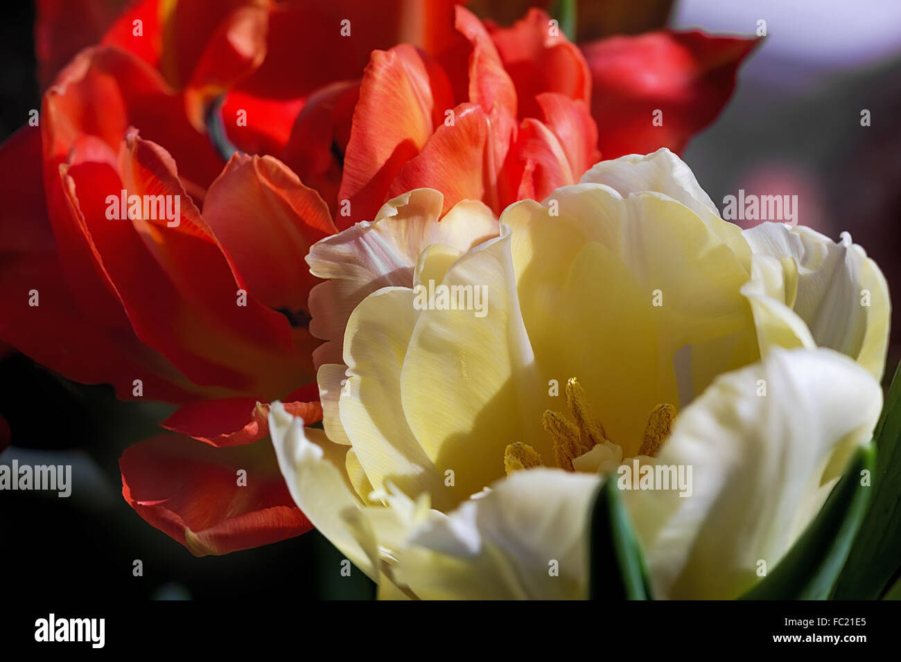 Beautiful large flowers hi-res stock photography and images - Alamy