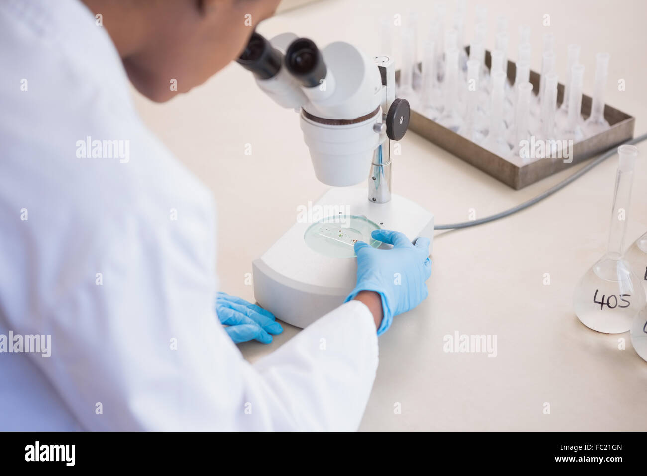 Scientist looking at petri dish under microscope Stock Photo - Alamy