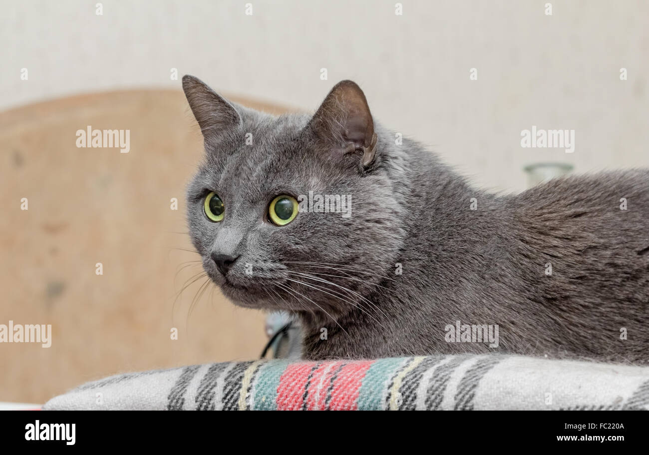 Nice adult grey cat with watchful eye Stock Photo - Alamy