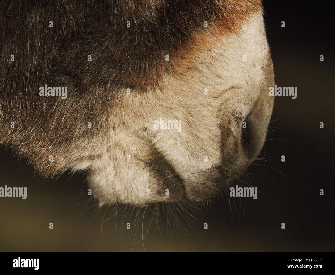 Donkey, Donkey's nose Stock Photo - Alamy