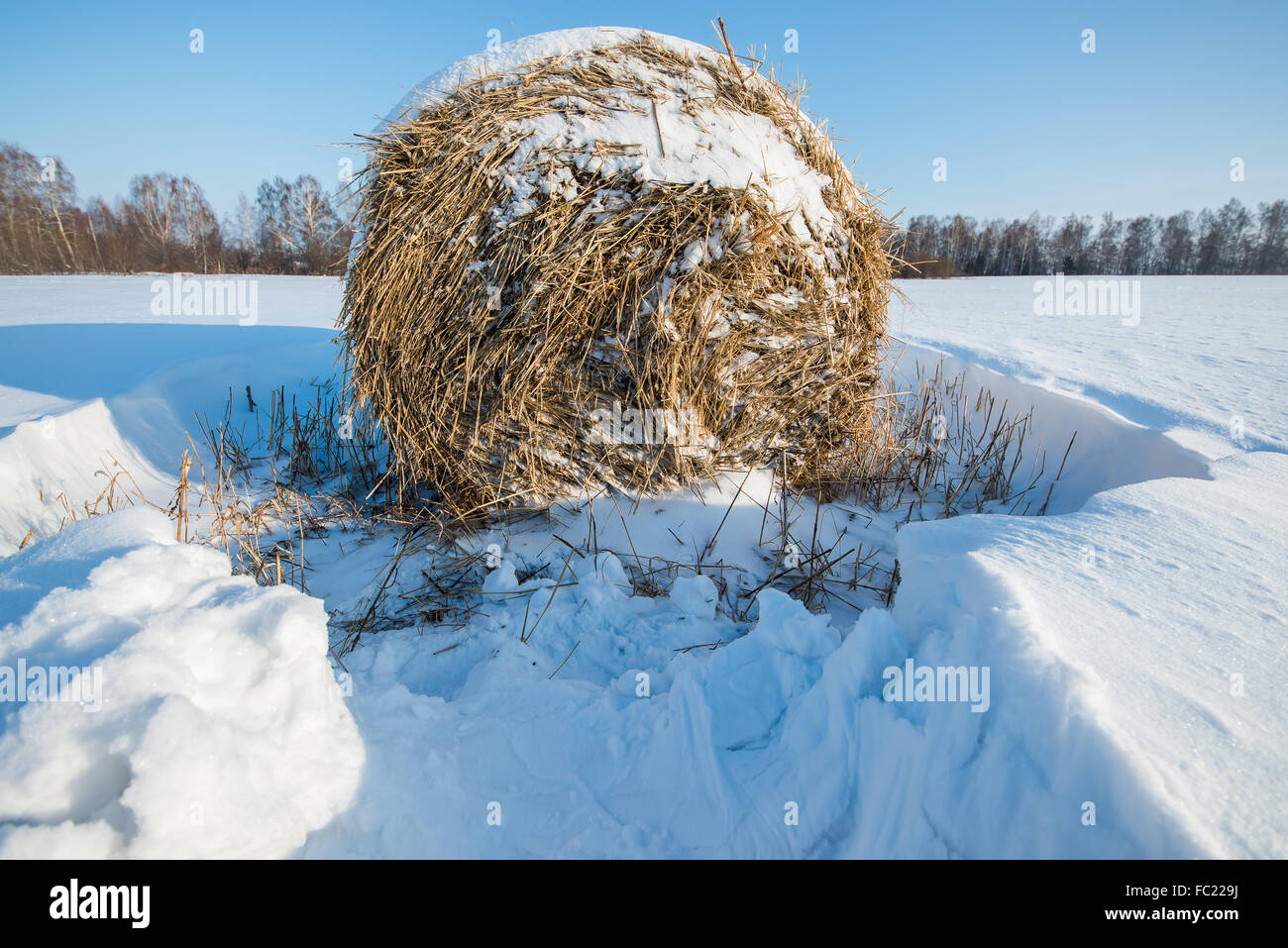 Hay in the snowy field Stock Photo - Alamy