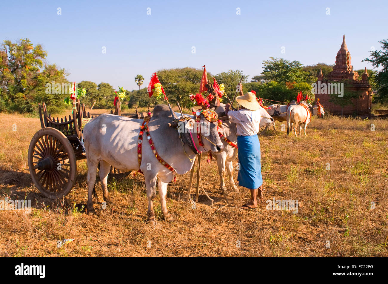 Myanmar cows hi-res stock photography and images - Alamy
