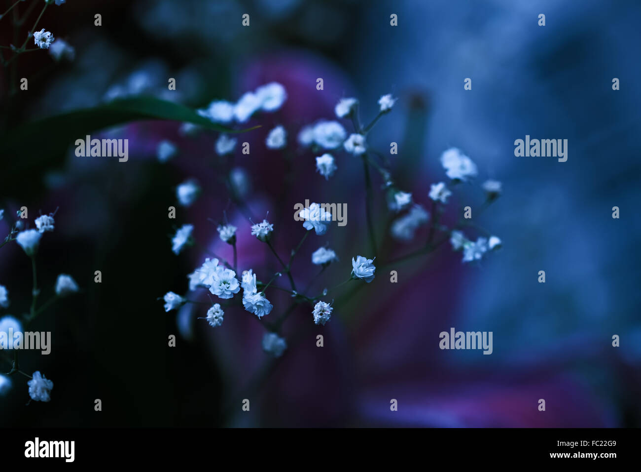 Nice flowers hi-res stock photography and images - Alamy