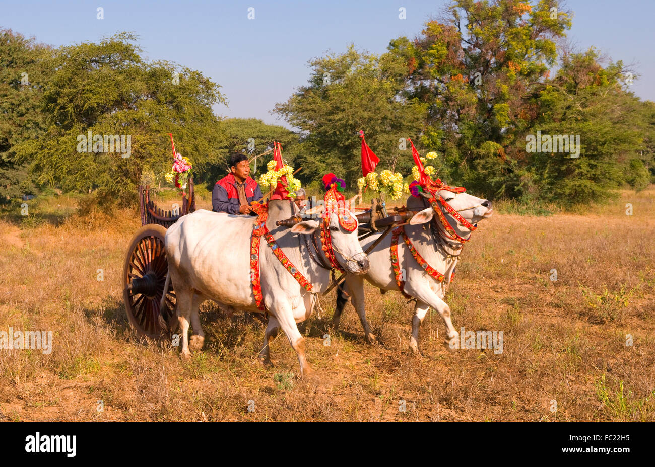 Myanmar Cows High Resolution Stock Photography and Images - Alamy