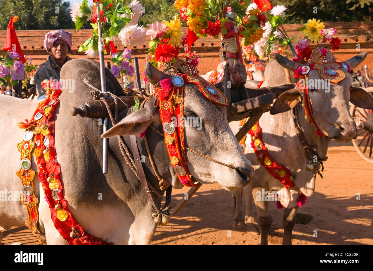Myanmar cows hi-res stock photography and images - Alamy