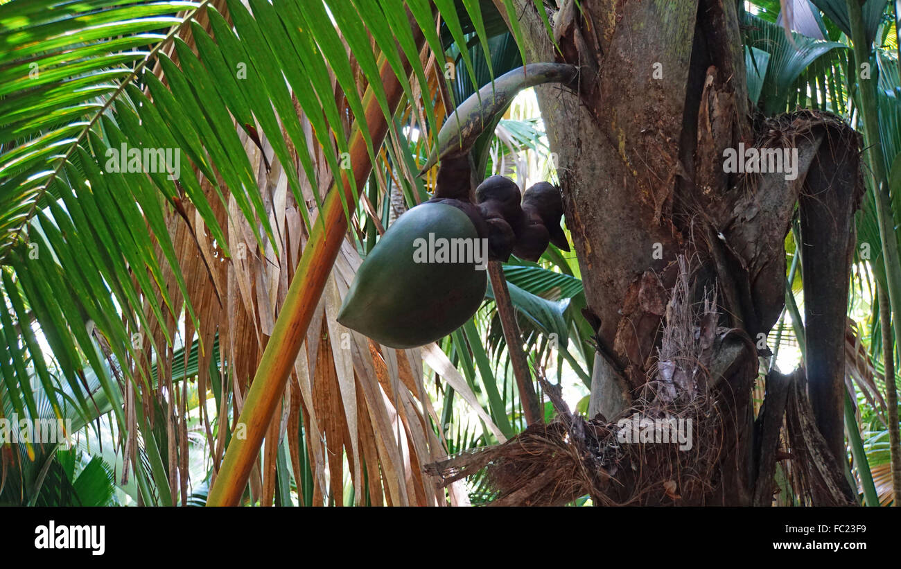 coconut on tree Stock Photo - Alamy
