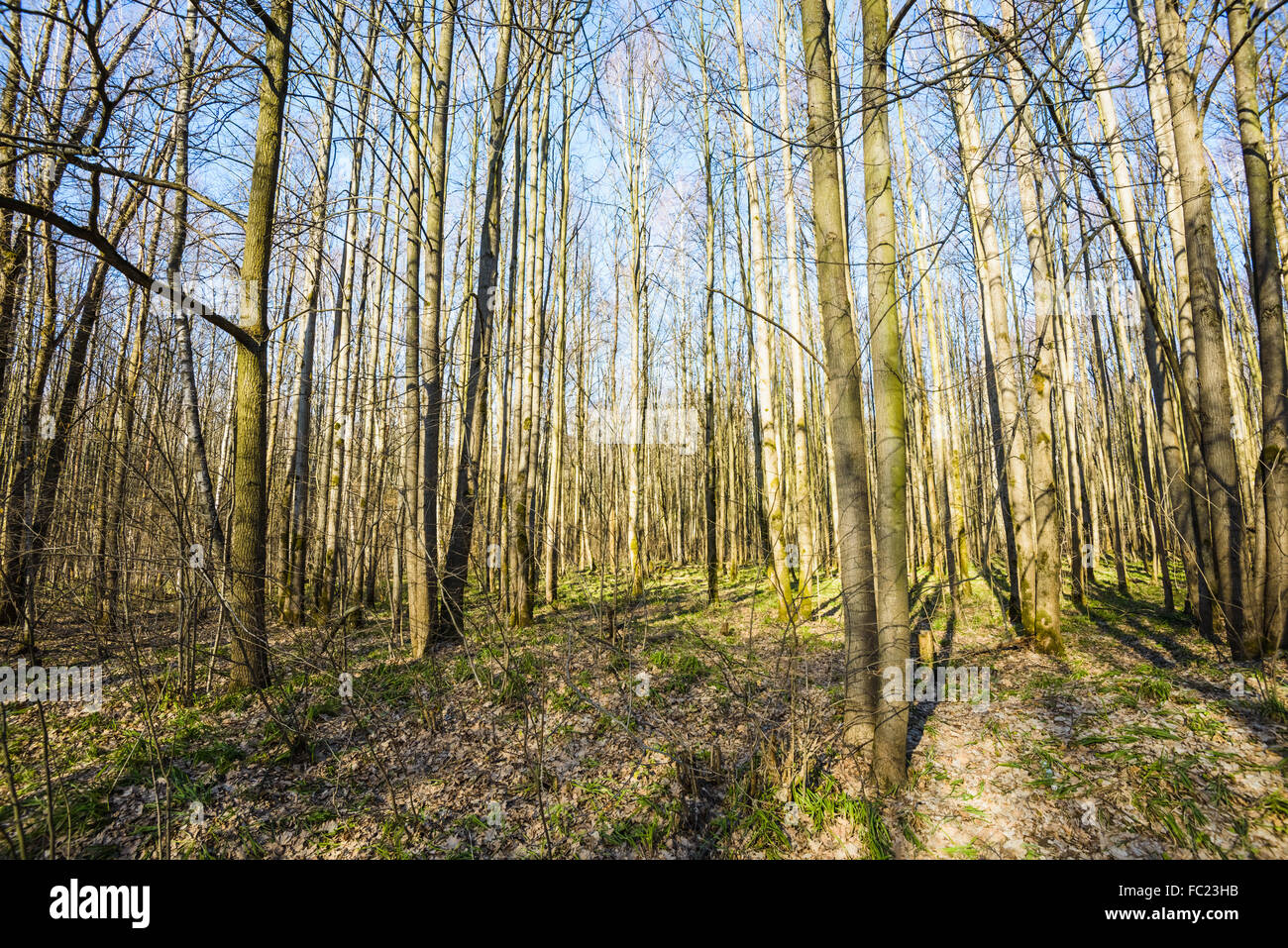 Russian woods hi-res stock photography and images - Alamy