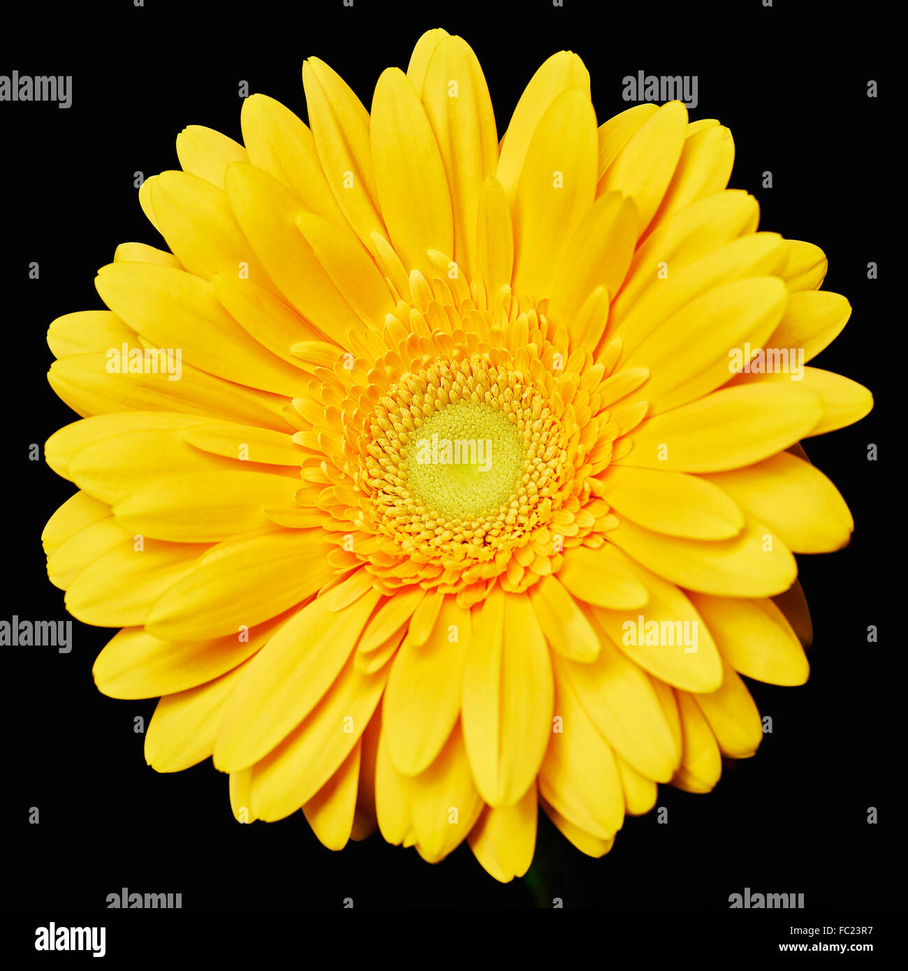 Herbera hi-res stock photography and images - Alamy