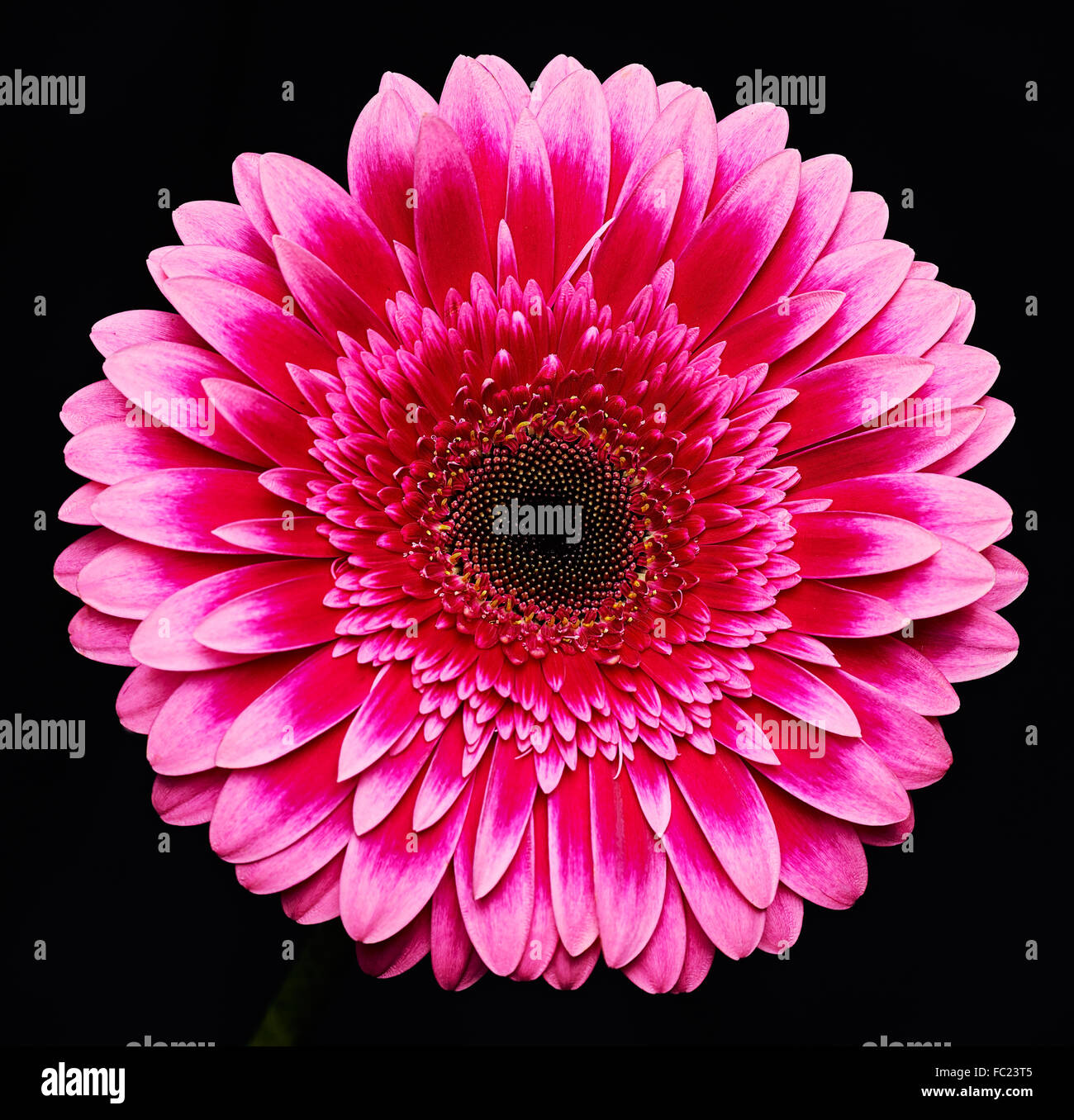 Low key of beautiful pink herbera Stock Photo - Alamy