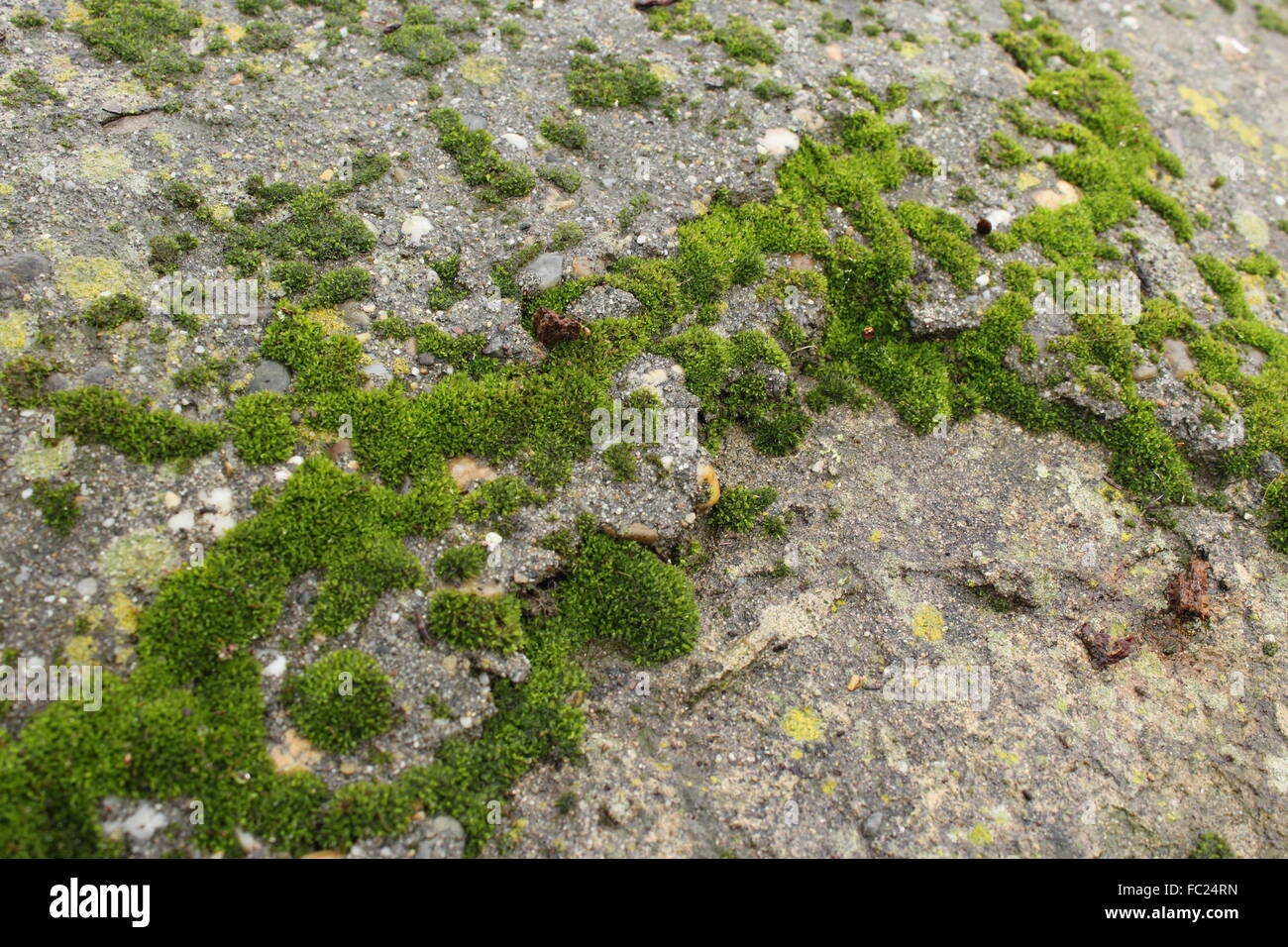Moss On The Rock Stock Photo - Alamy