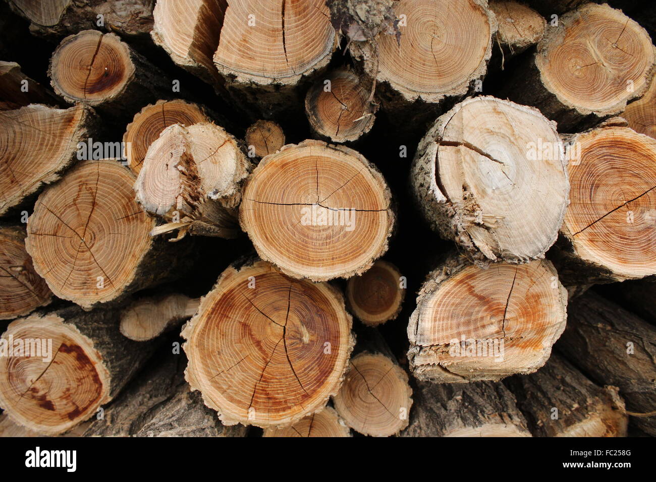 Firewood plants hi-res stock photography and images - Alamy