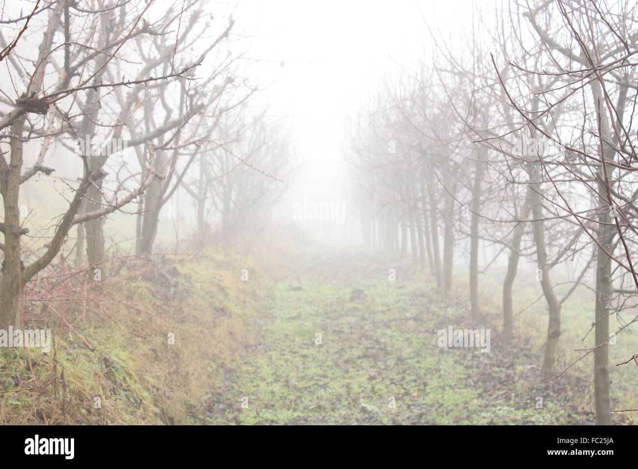 Pathway woods with foggy Stock Photo - Alamy