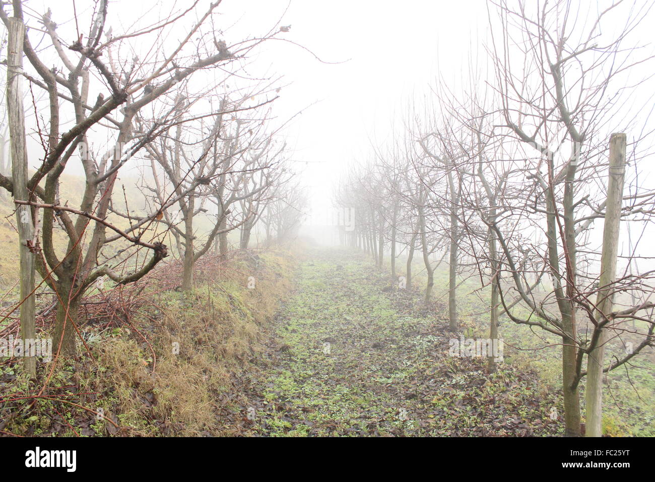 Pathway woods with foggy Stock Photo - Alamy