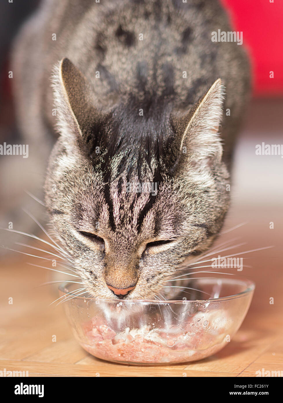 A cat eats from a bowl Stock Photo - Alamy