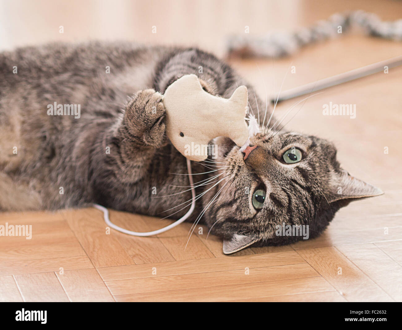 A playing cat Stock Photo - Alamy