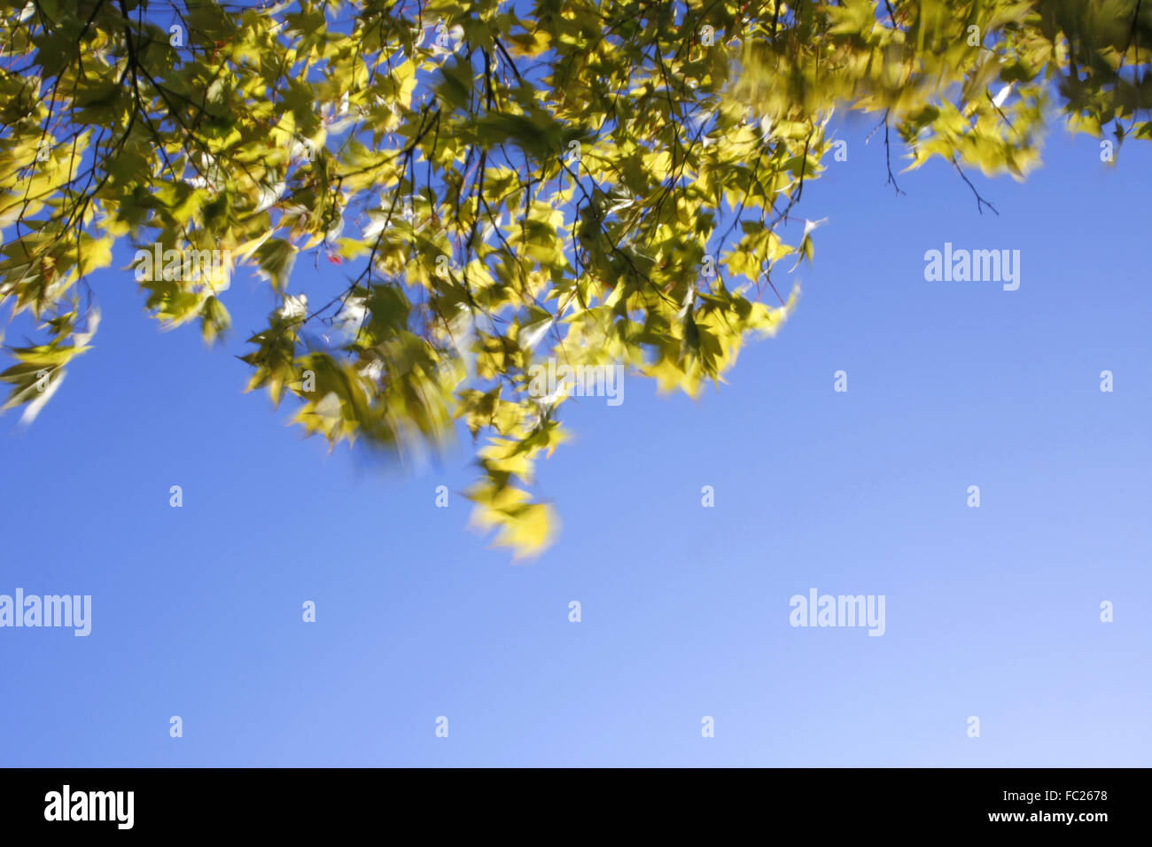 Green Leaves Blowing In Wind