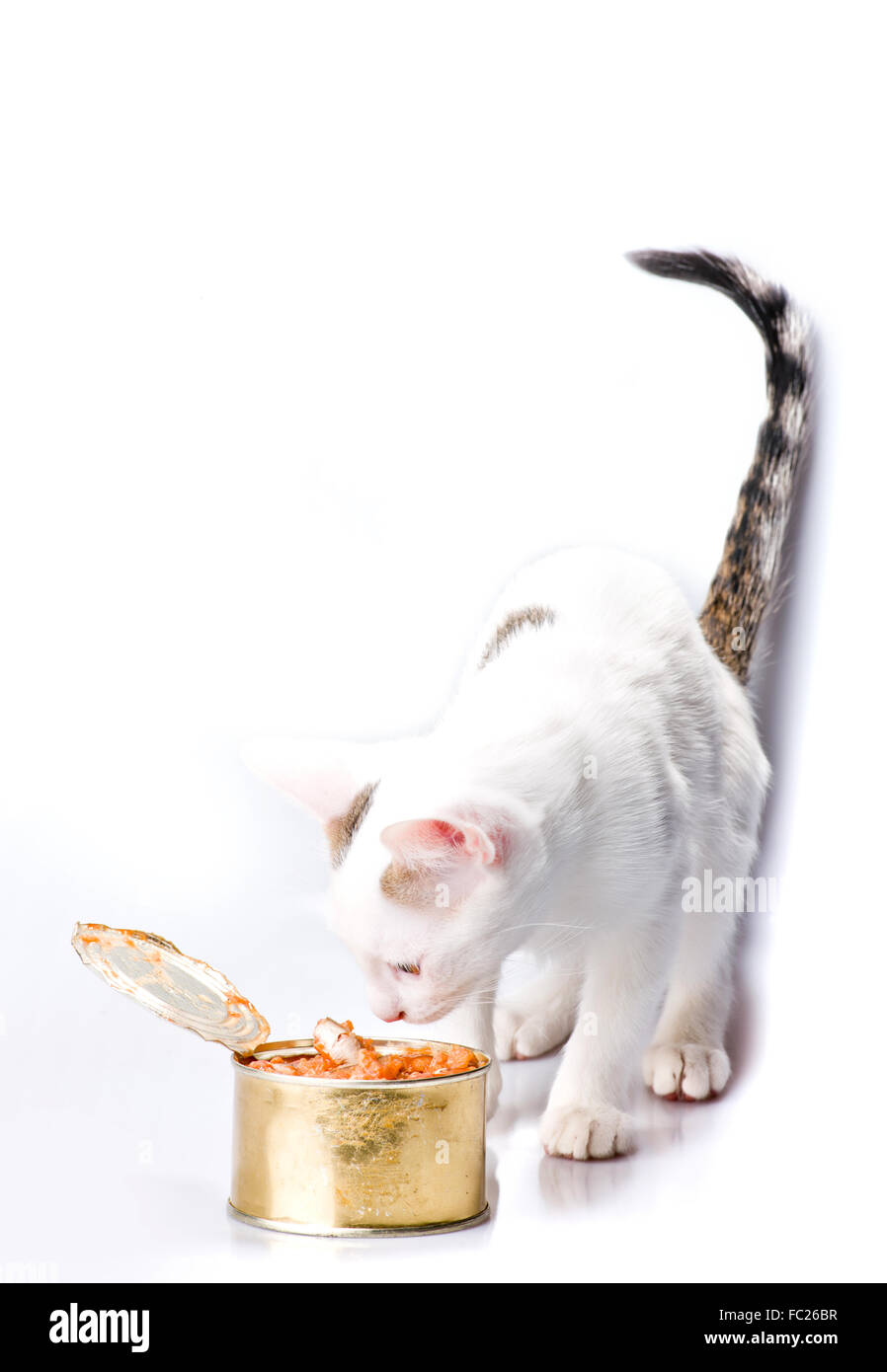 kitten with canned Stock Photo - Alamy