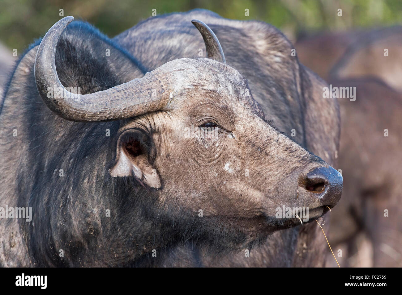 Cape buffalo male hi-res stock photography and images - Alamy
