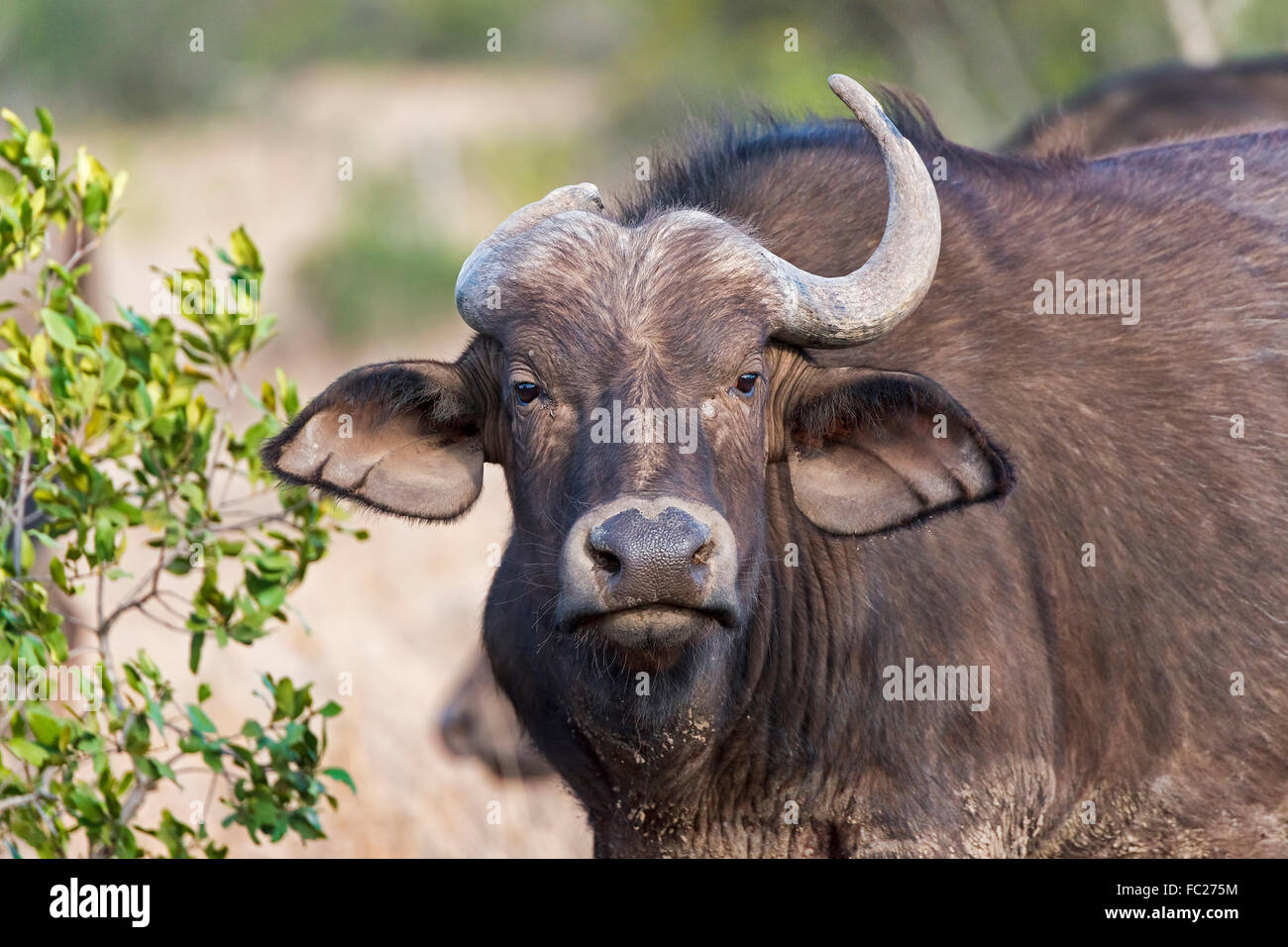 Buffalo horn hi-res stock photography and images - Alamy