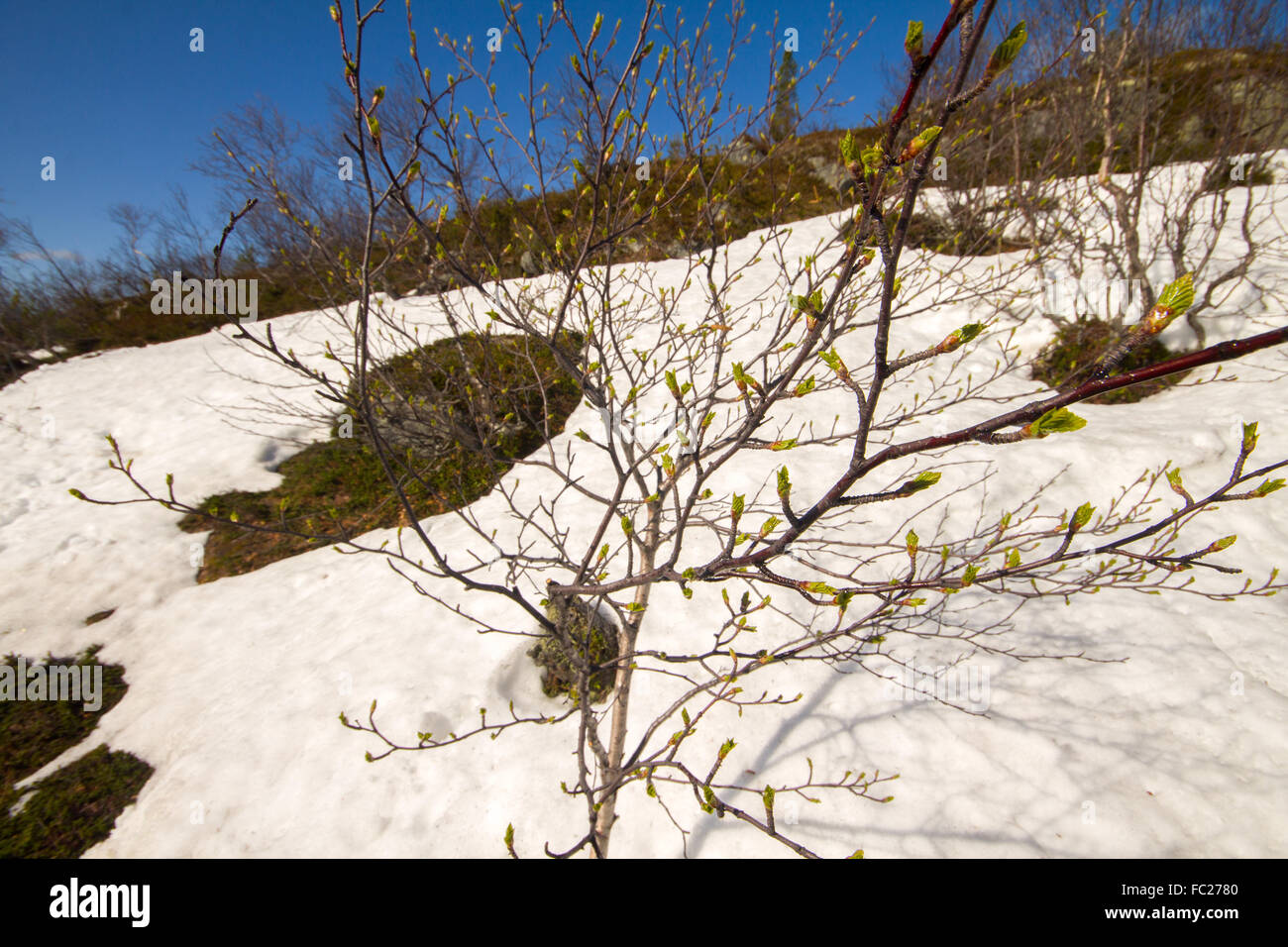 Spring sun nature hi-res stock photography and images - Alamy