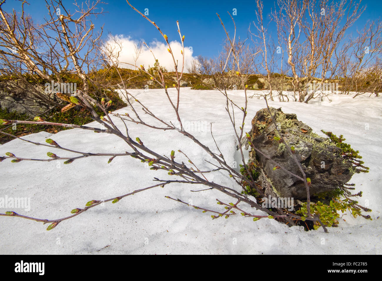 spring time to life nature warmly sun Stock Photo - Alamy