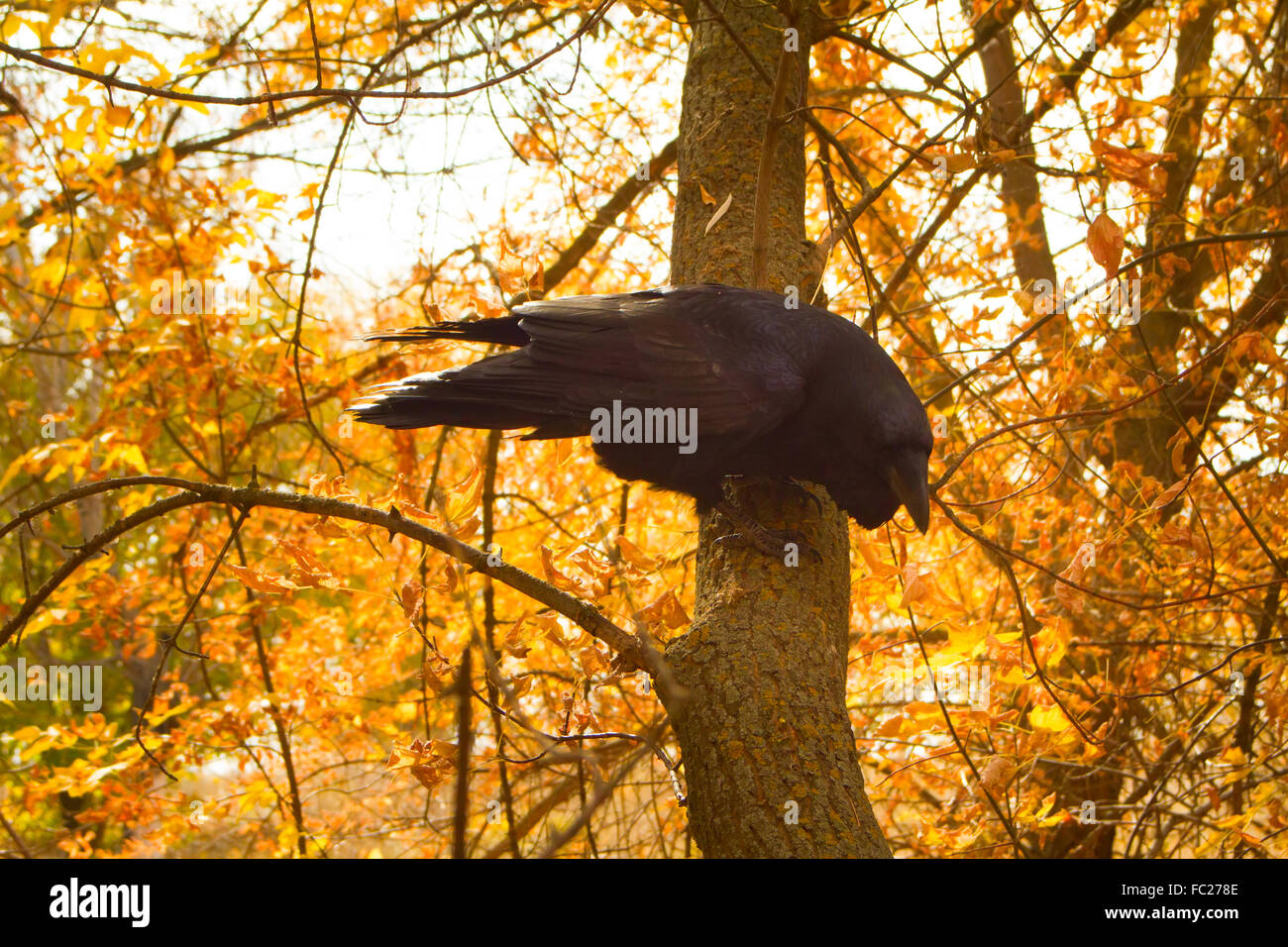 Raven symbol hi-res stock photography and images - Alamy