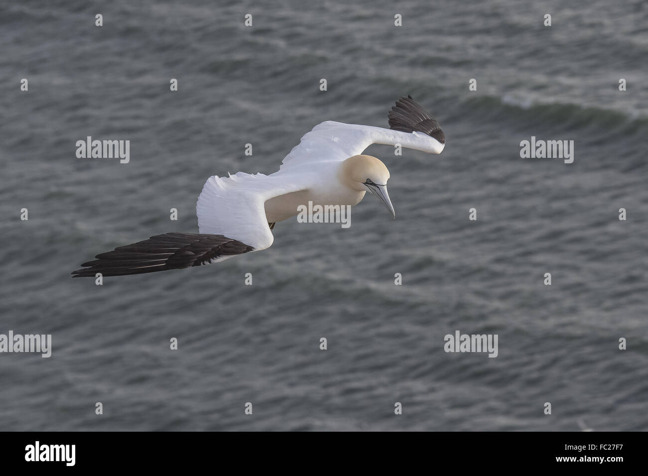 Gull wing hi-res stock photography and images - Alamy