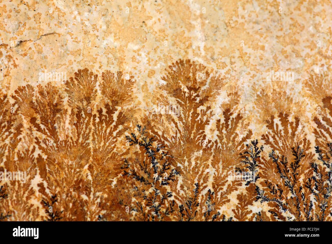 Dendrite Fossil Stock Photos & Dendrite Fossil Stock Images - Alamy